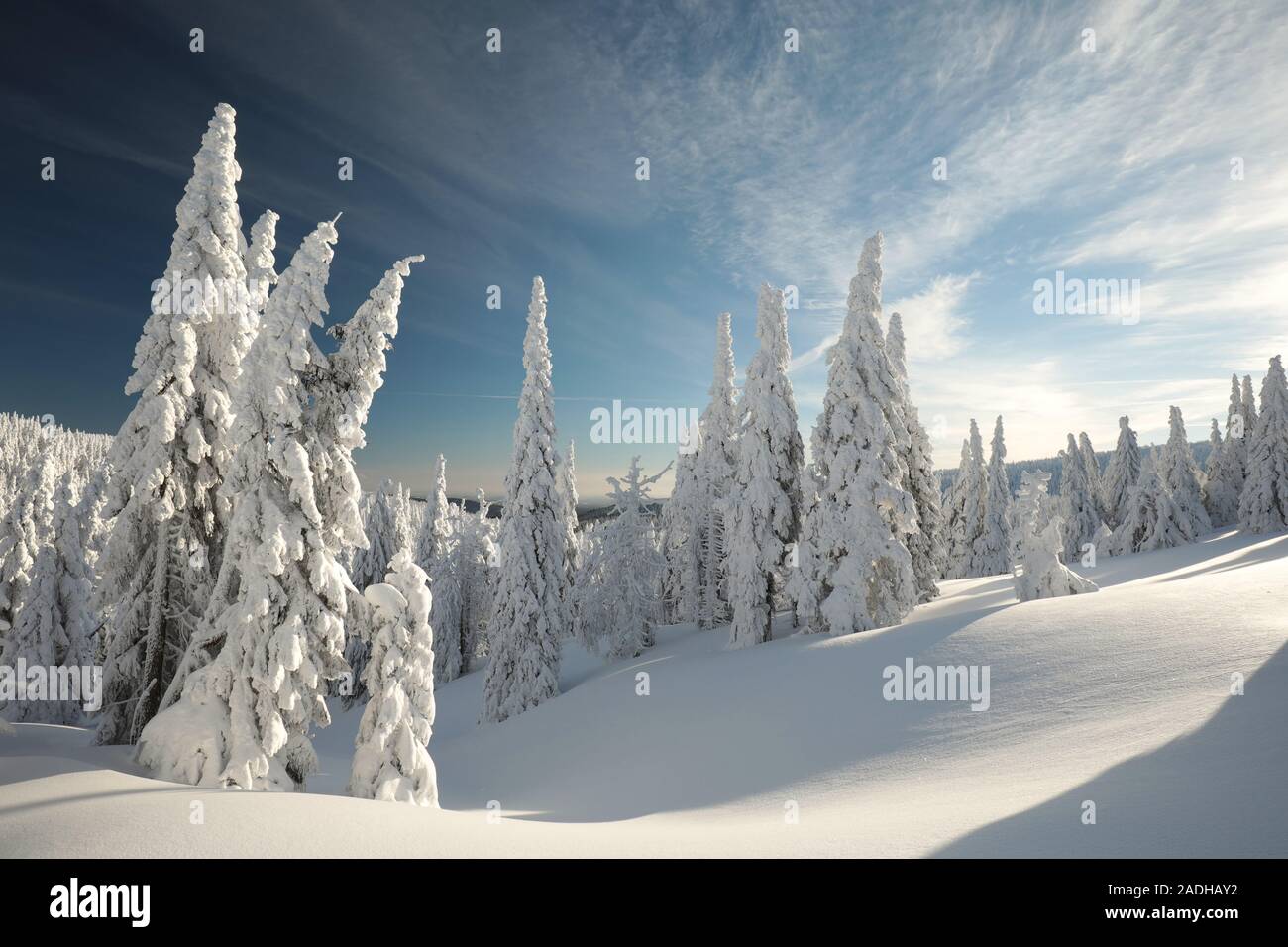 Pine trees snow slope hi-res stock photography and images - Alamy