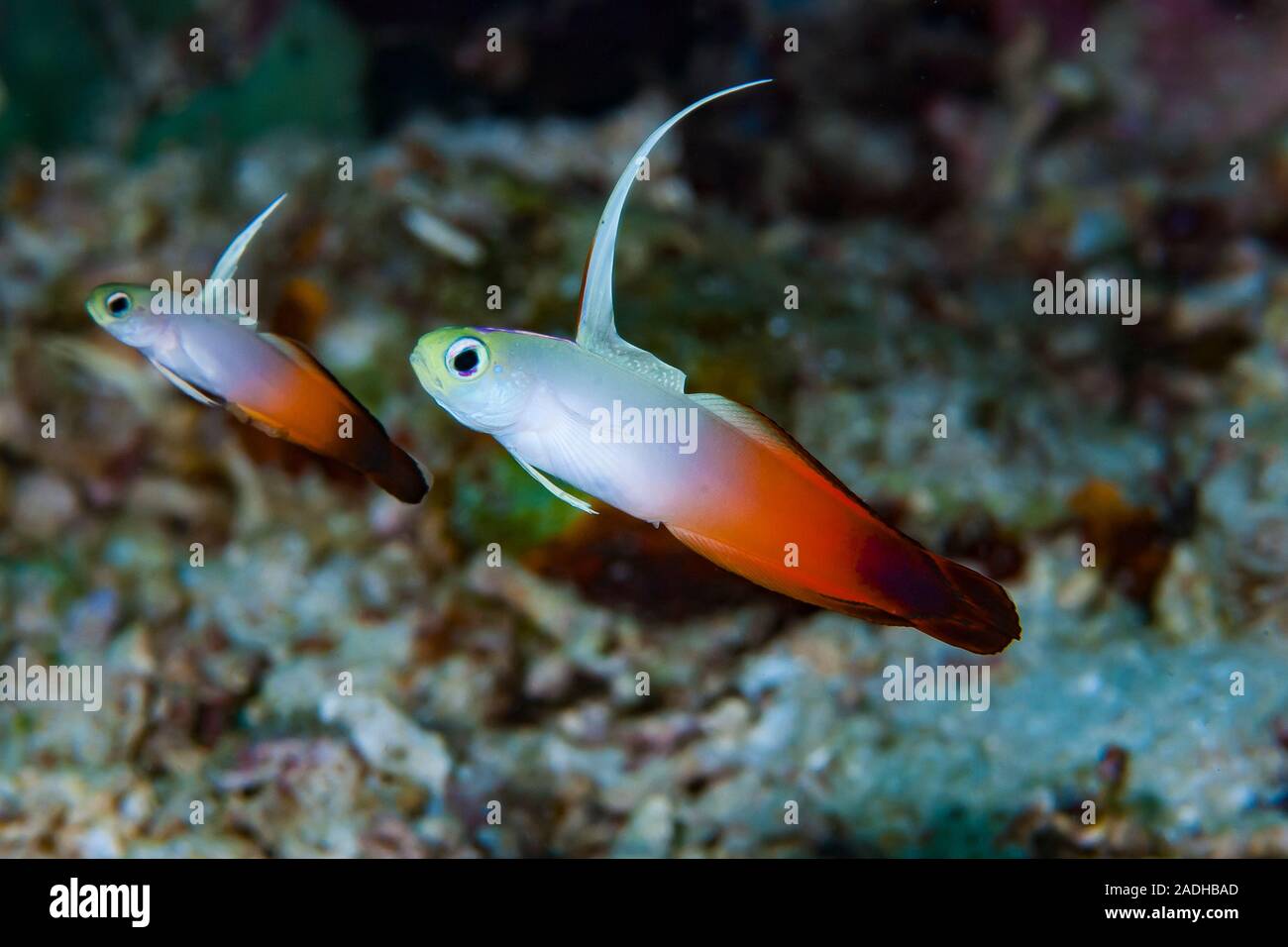 Red Fire Goby Nemateleotris magnifica Stock Photo - Alamy