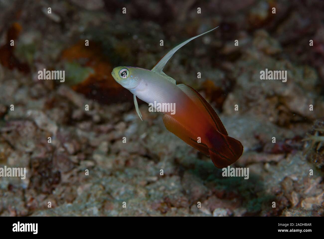 Red Fire Goby Nemateleotris magnifica Stock Photo - Alamy