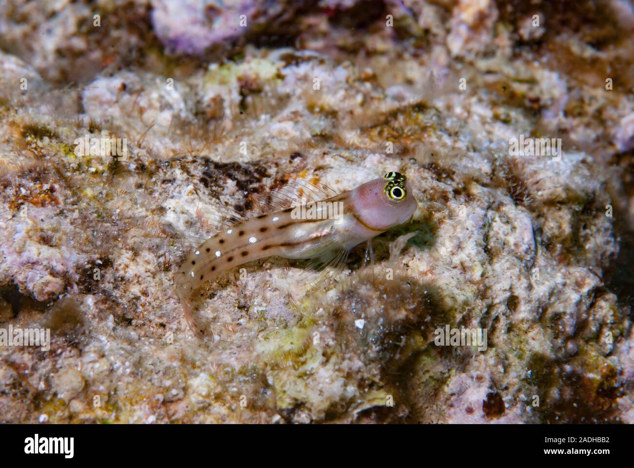 White-Spotted Combtooth Blenny Ecsenius trilineatus Stock Photo - Alamy