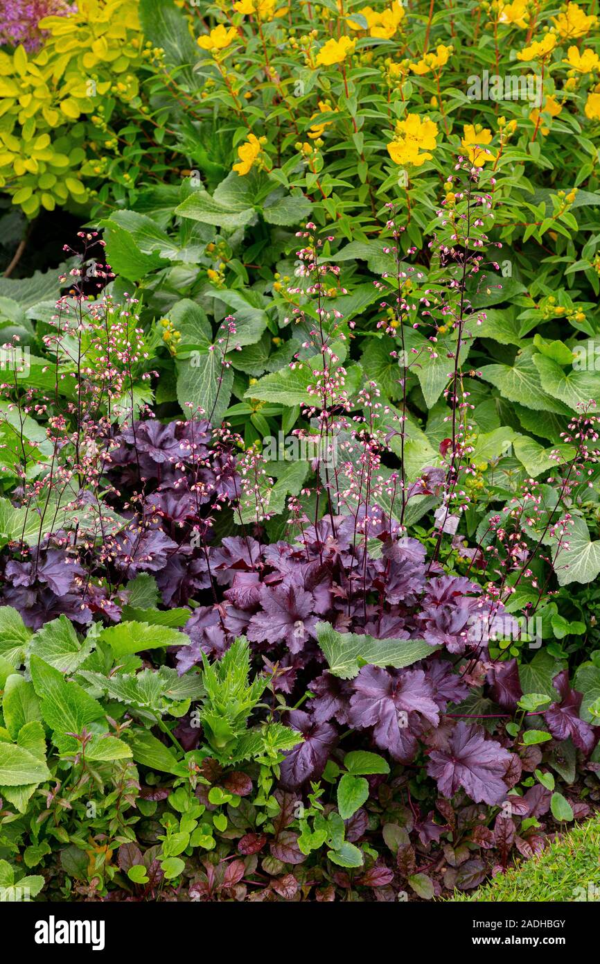 Herbaceous border featuring Heuchera 'Plum Royale' Stock Photo - Alamy