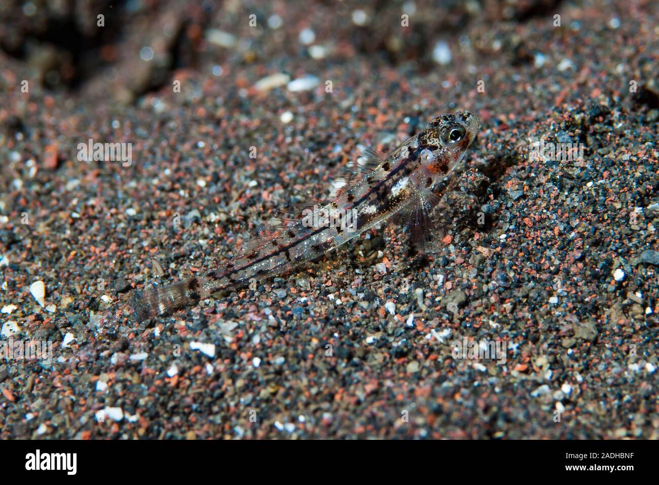 Sand goby hi-res stock photography and images - Alamy