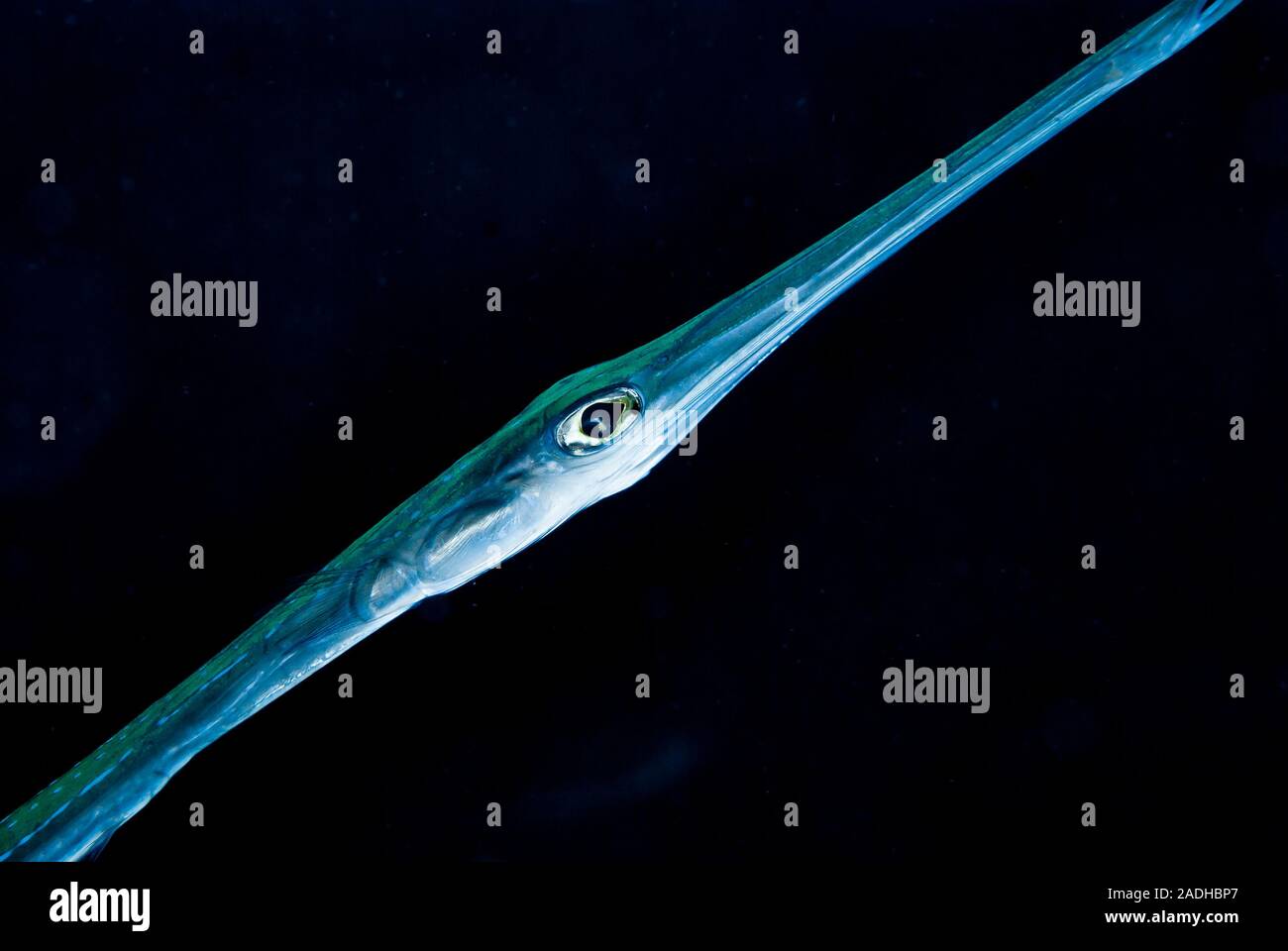 Flutemouth Fistularia commersonii Stock Photo - Alamy