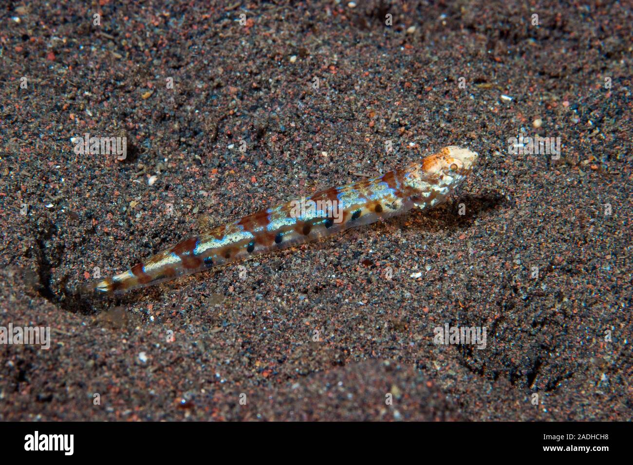 Reef lizardfish Synodus variegatus Stock Photo - Alamy
