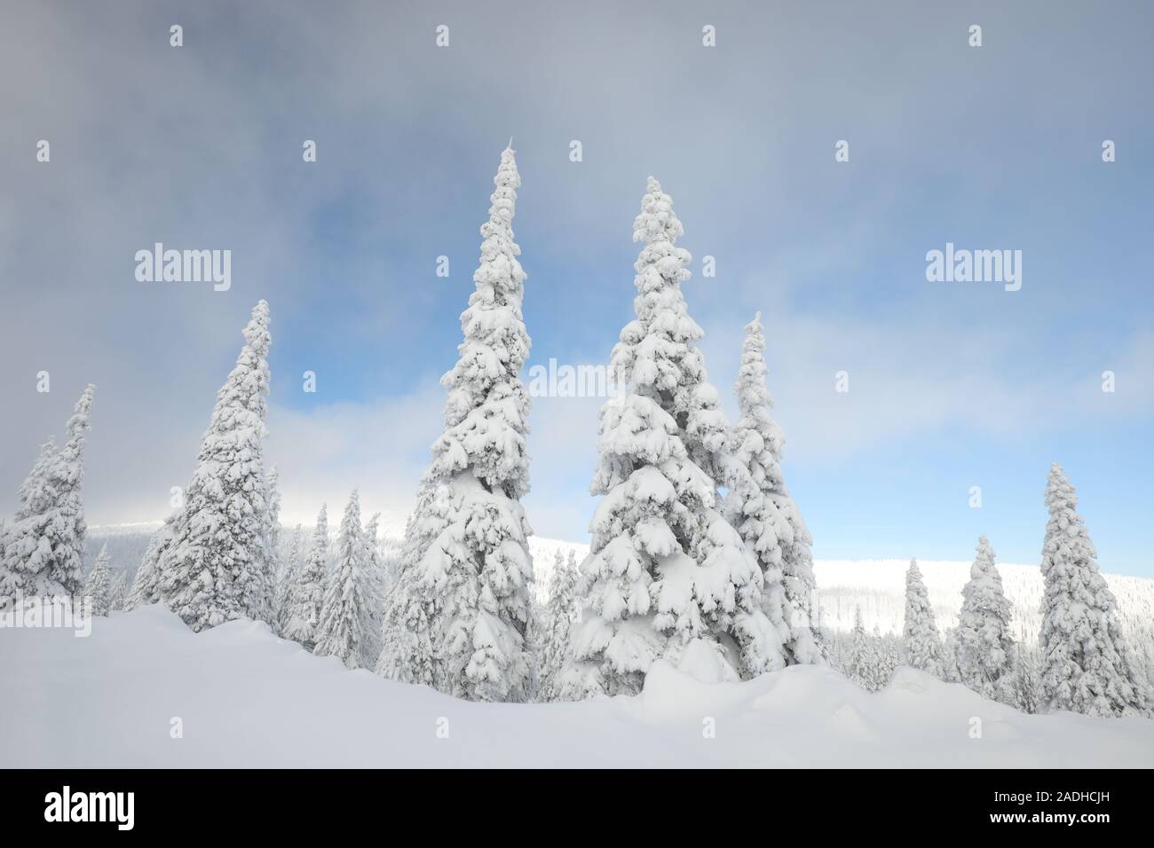 Pine trees snow slope hi-res stock photography and images - Alamy