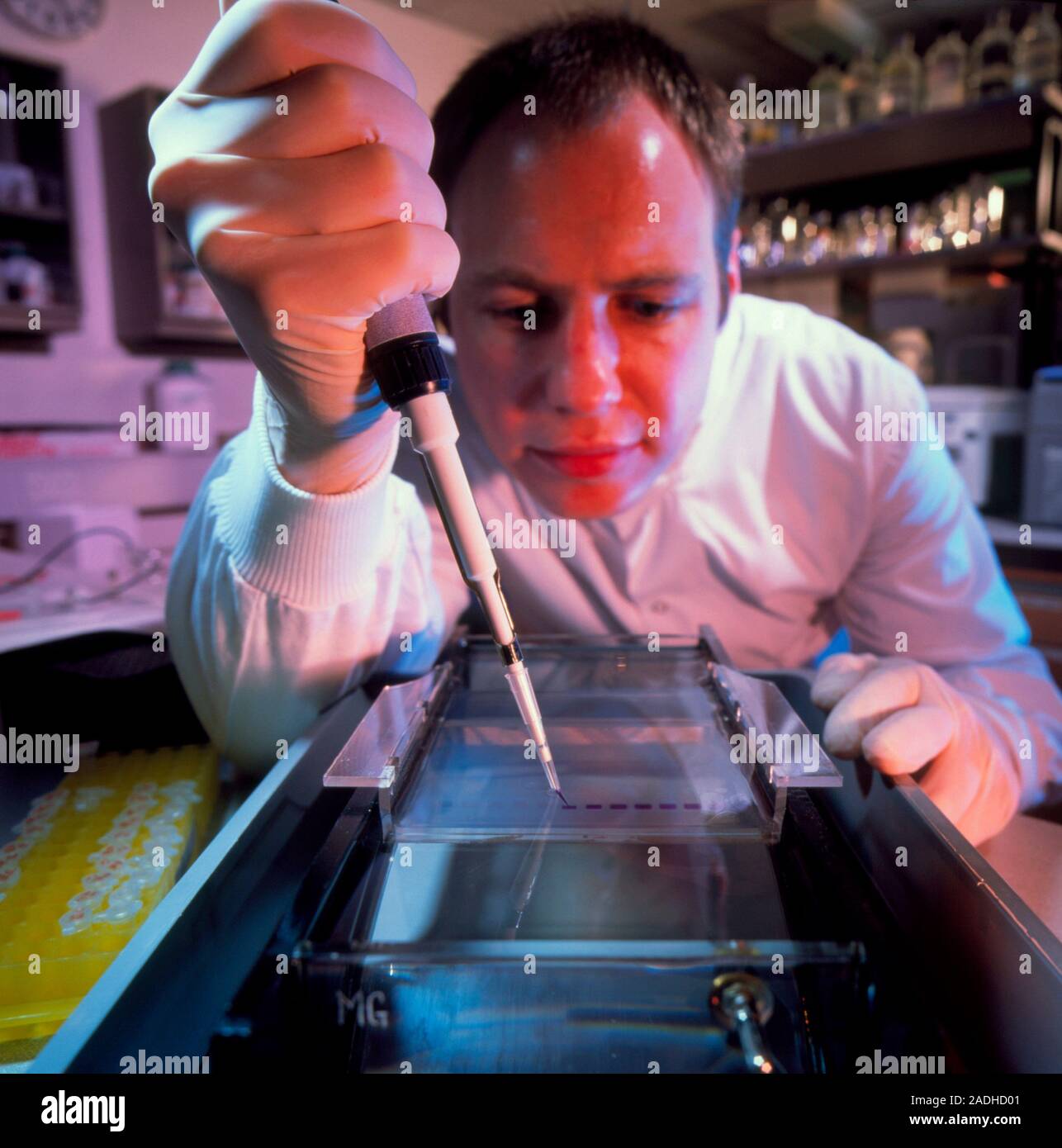Cancer research. Male researcher pipetting DNA samples from ...