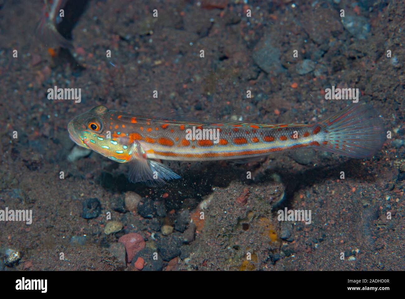 Orange-Spotted Sleeper Goby Valenciennea puellaris Stock Photo - Alamy