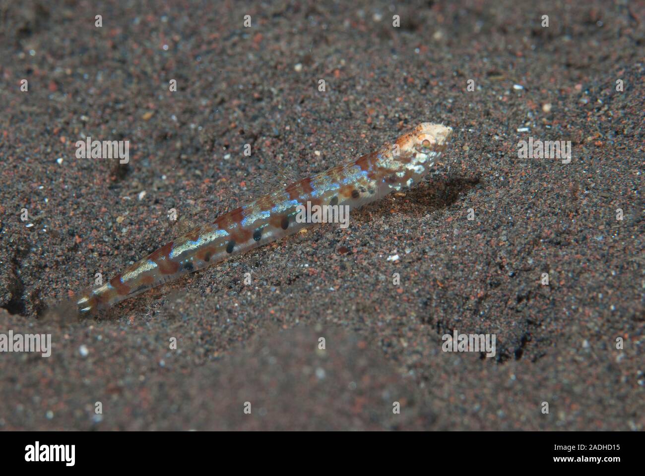 Reef lizardfish Synodus variegatus Stock Photo - Alamy