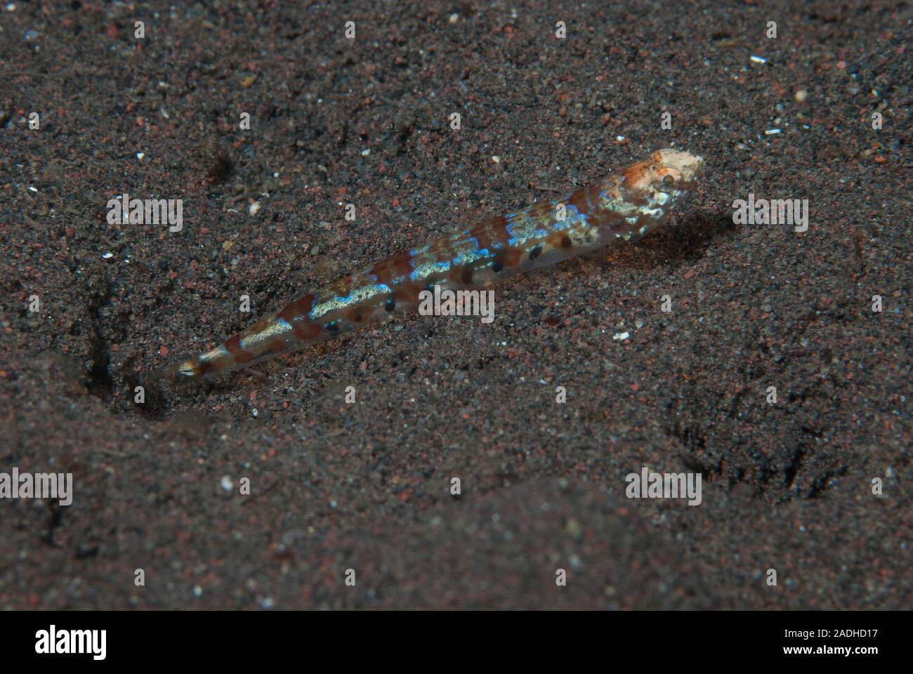 Reef lizardfish Synodus variegatus Stock Photo - Alamy