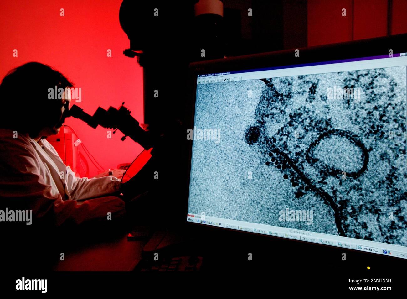 MODEL RELEASED. Cancer research. Researcher using a transmission ...