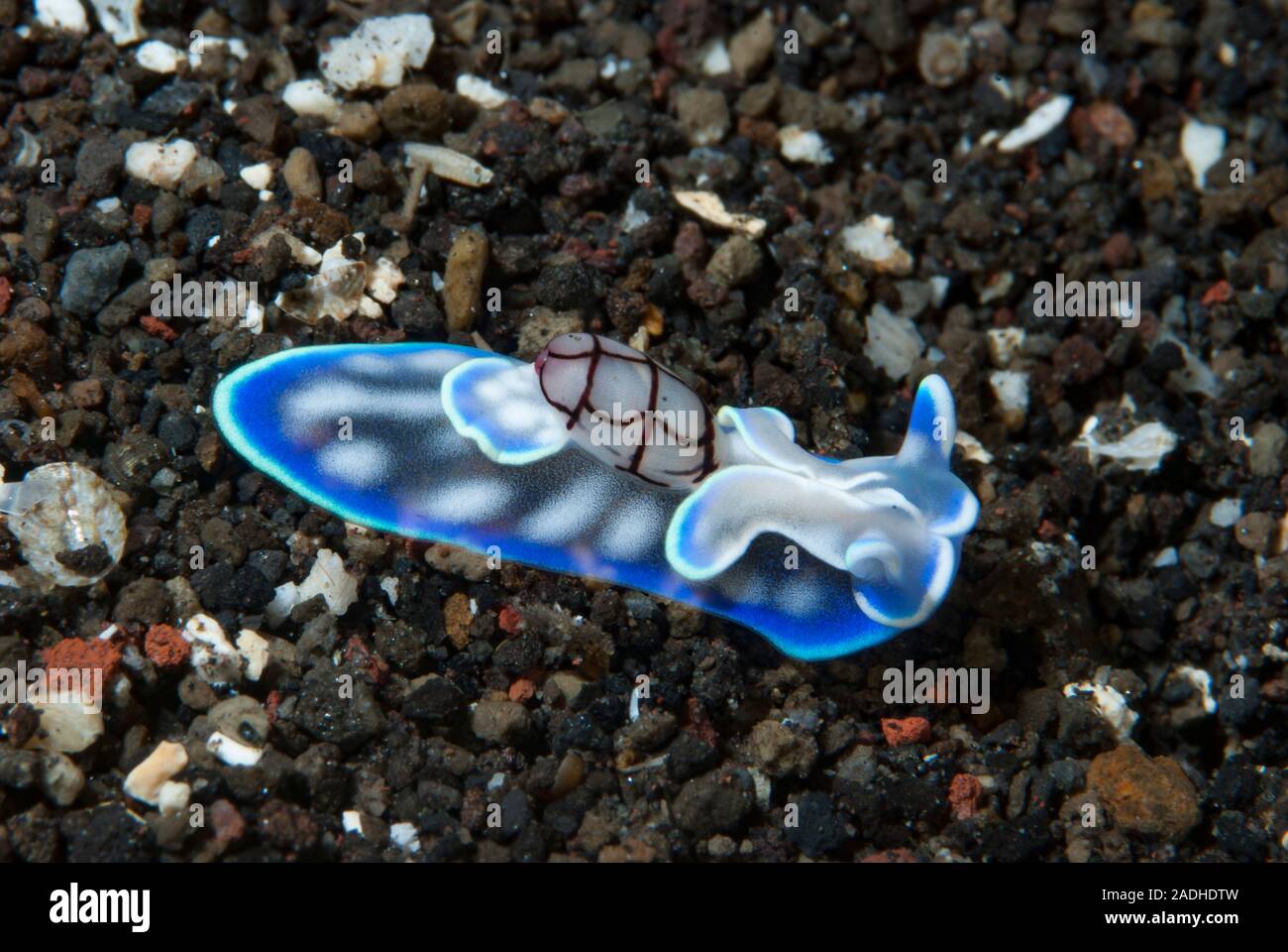 Micromelo hi-res stock photography and images - Alamy