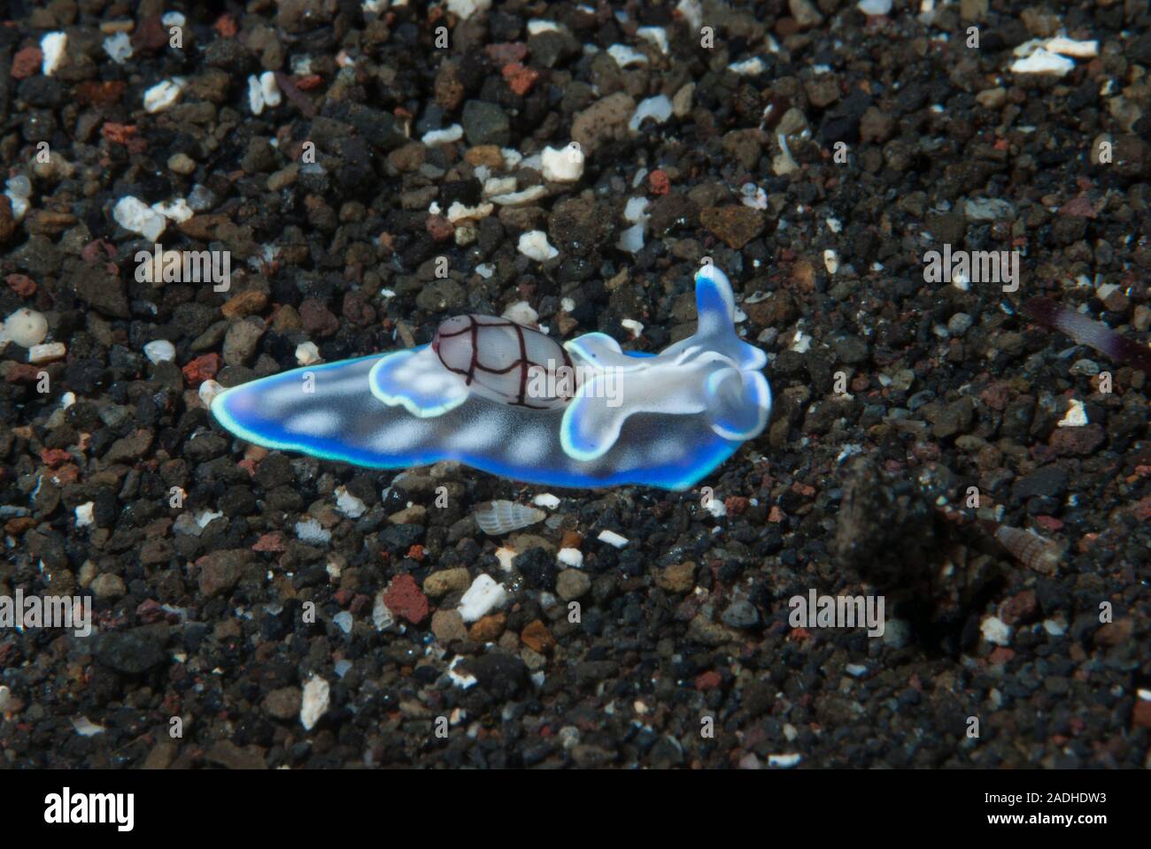 Micromelo hi-res stock photography and images - Alamy