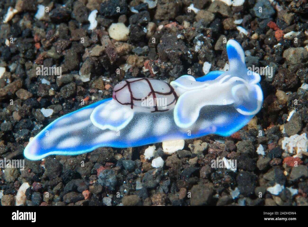 Micromelo hi-res stock photography and images - Alamy