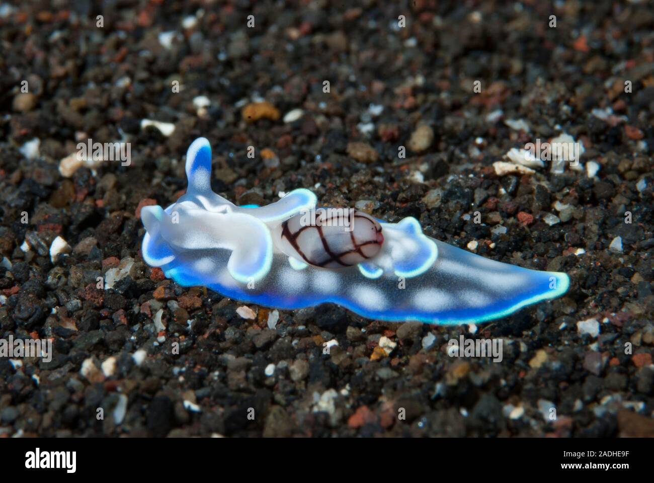 Micromelo hi-res stock photography and images - Alamy