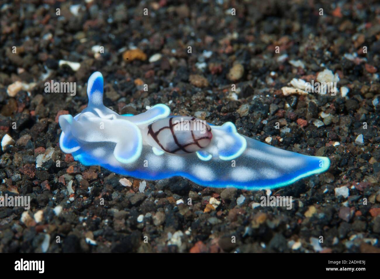 Micromelo hi-res stock photography and images - Alamy