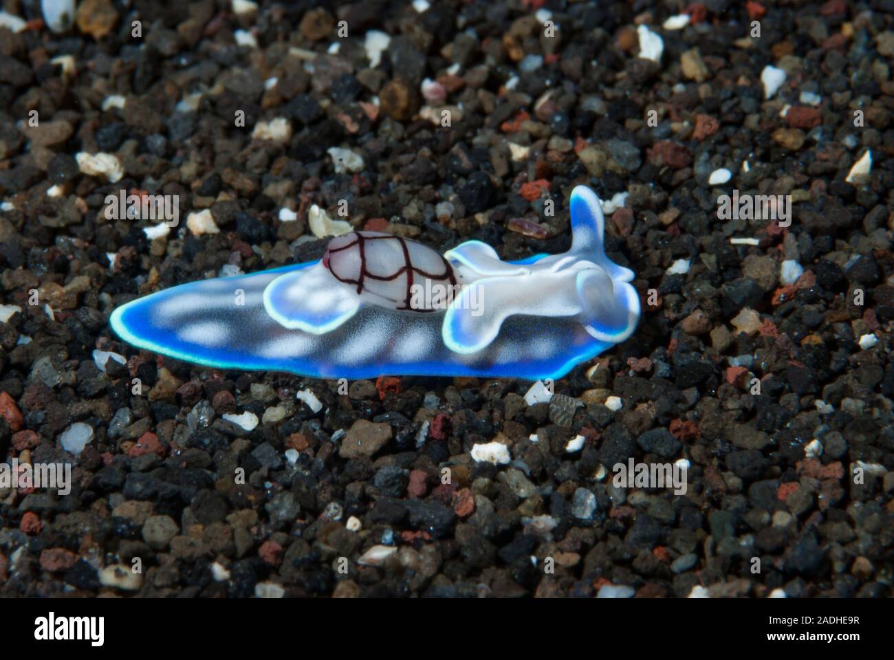 Micromelo hi-res stock photography and images - Alamy