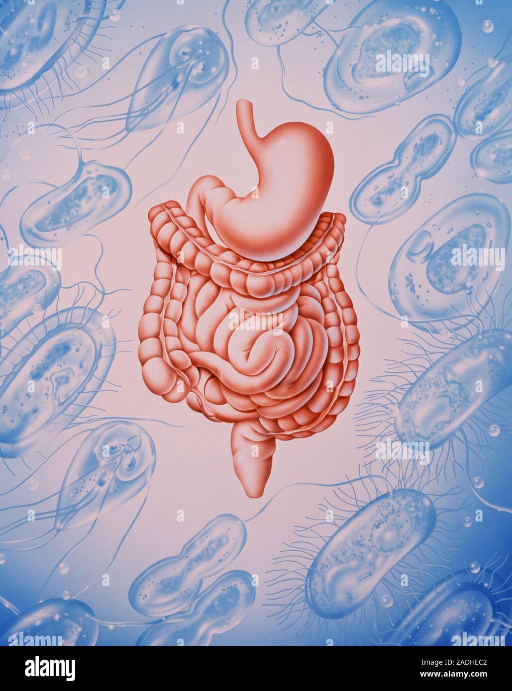 Diarrhoea. Artwork of the human digestive system surrounded by some of ...