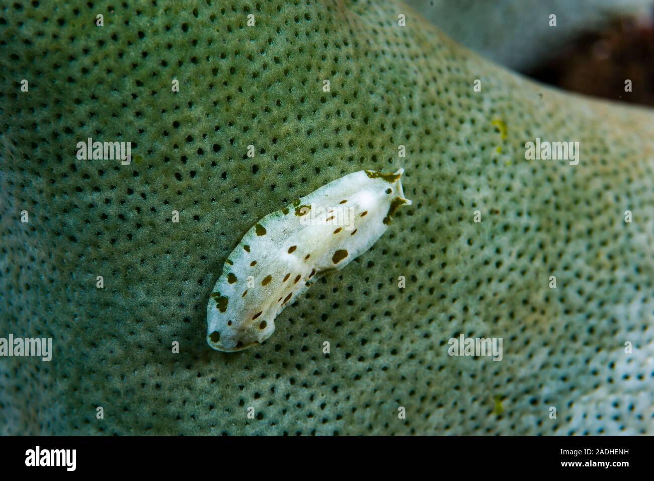 Cycloporus sp. Flatworm on Atriolum robustum Stock Photo - Alamy