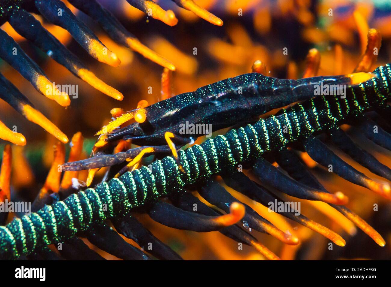 Crinoids shrimp hi-res stock photography and images - Alamy