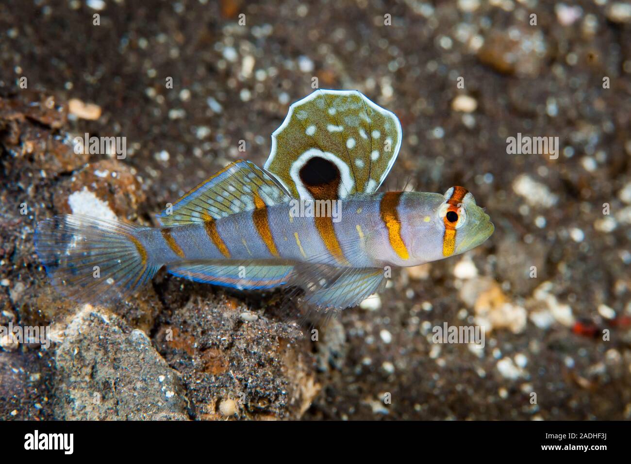 Gold-barred Shrimp Goby Amblyeleotris randalli Stock Photo - Alamy