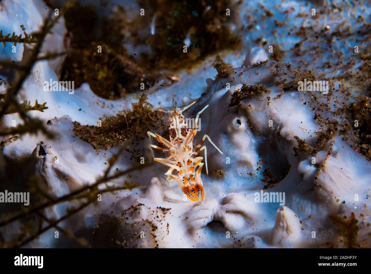 Mimicry tiger hi-res stock photography and images - Alamy