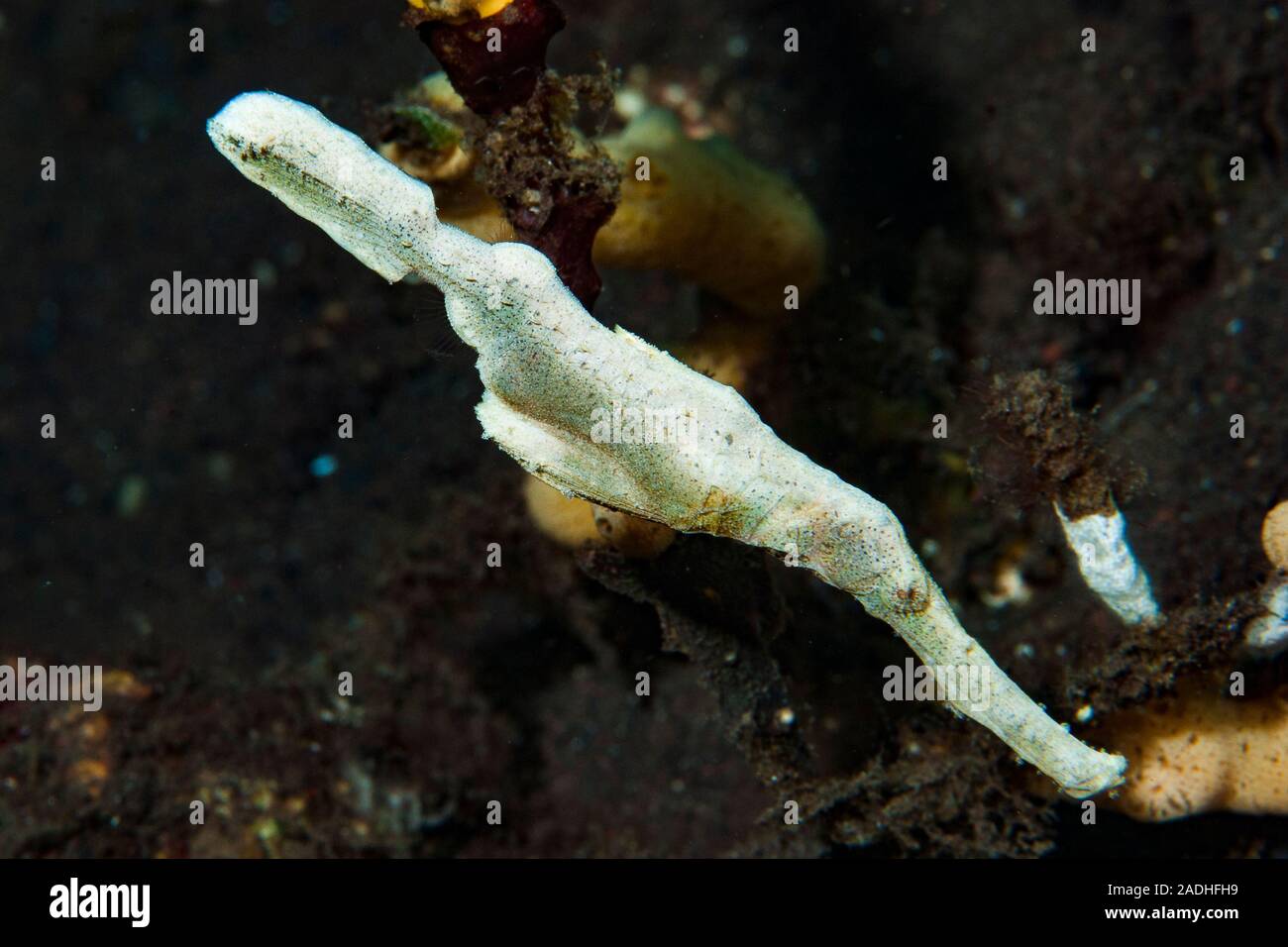 Solenostomus sp hi-res stock photography and images - Alamy