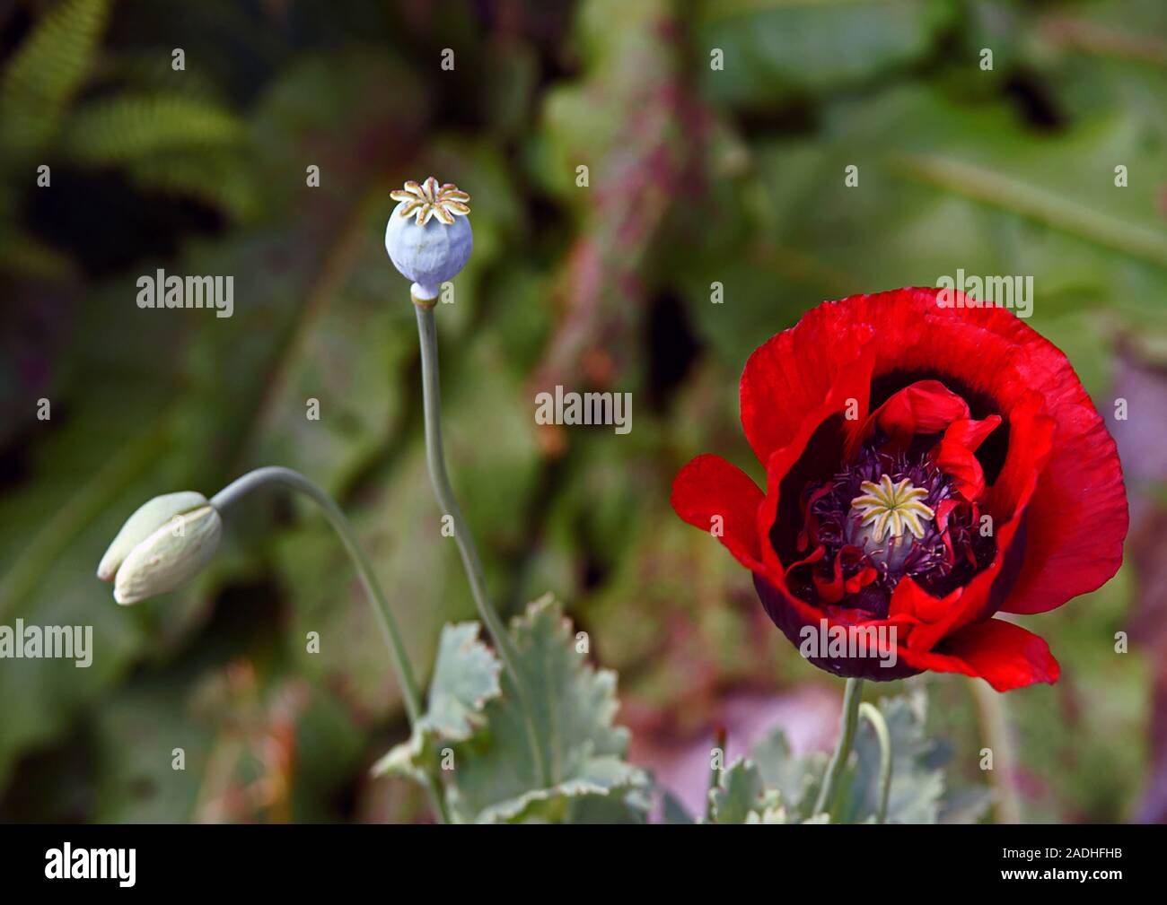The Poppy flower in its three stages of life Stock Photo - Alamy