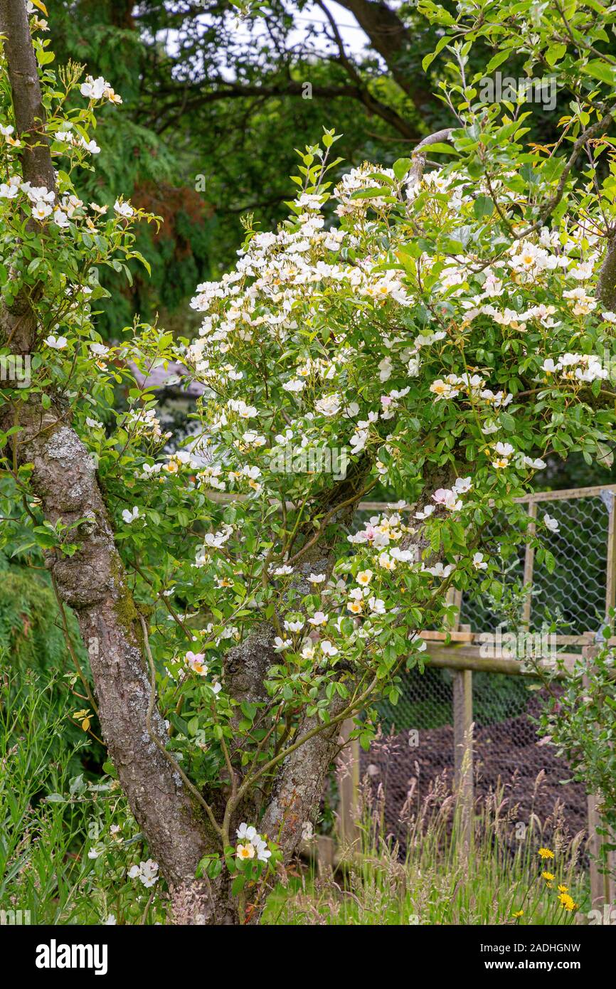 Rose Apple Tree