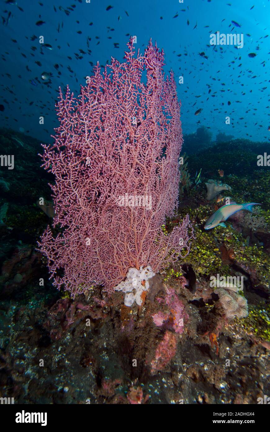 Underwater Tropical Coral Reefs Stock Photo - Alamy