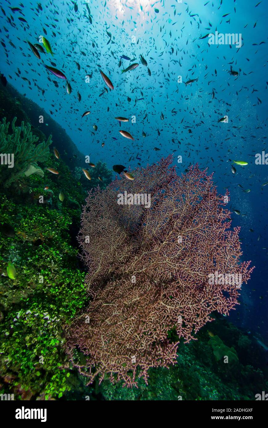Underwater Tropical Coral Reefs Stock Photo - Alamy