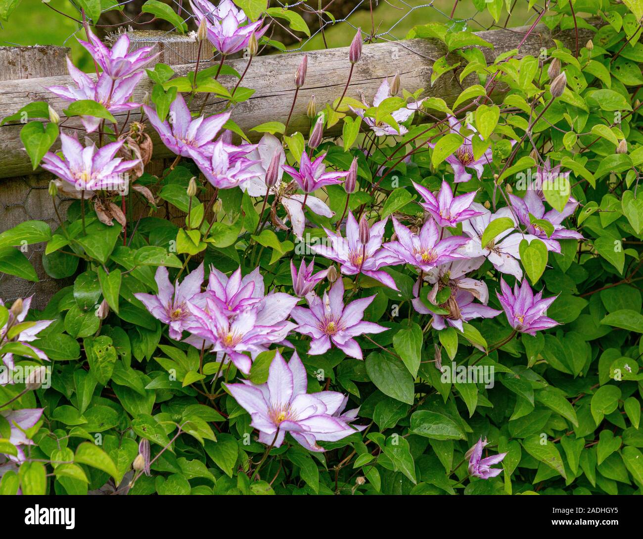 Clematis 'Samaritan Jo' Stock Photo - Alamy
