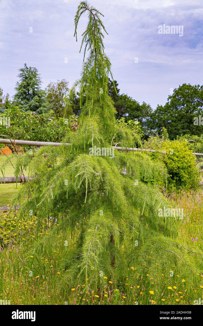 Pinus strobus in a naturalised meadow with wild flowers Stock Photo - Alamy