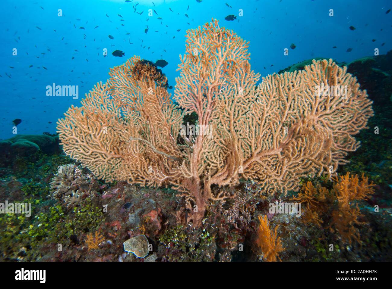 Underwater Tropical Coral Reefs Stock Photo - Alamy
