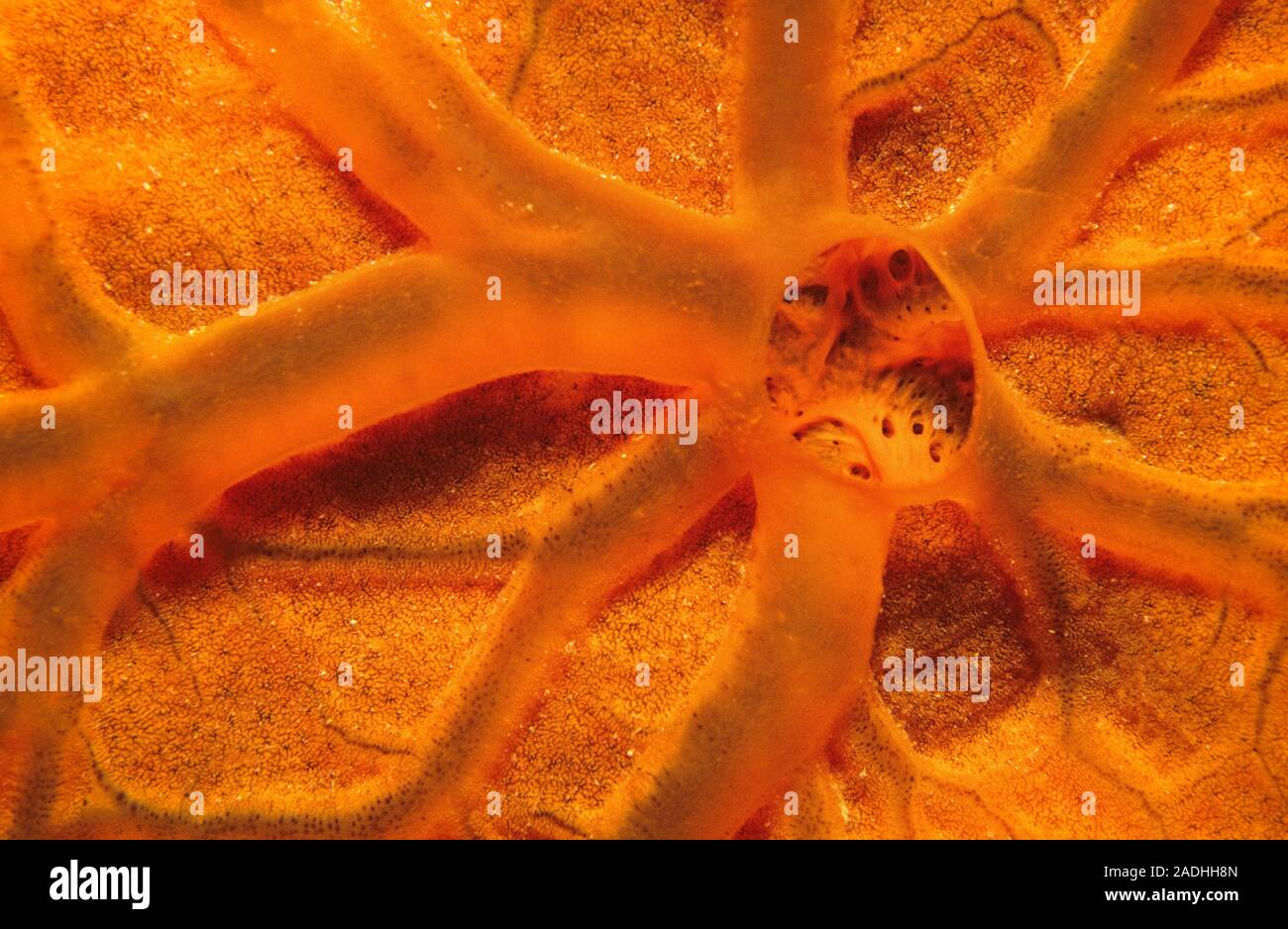 Red sea sponge hi-res stock photography and images - Alamy