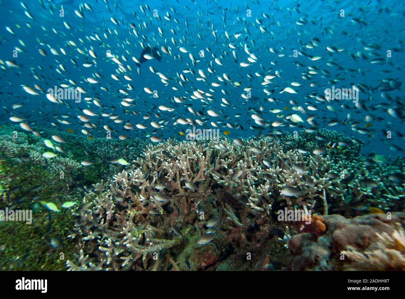 Underwater Tropical Coral Reefs Stock Photo - Alamy