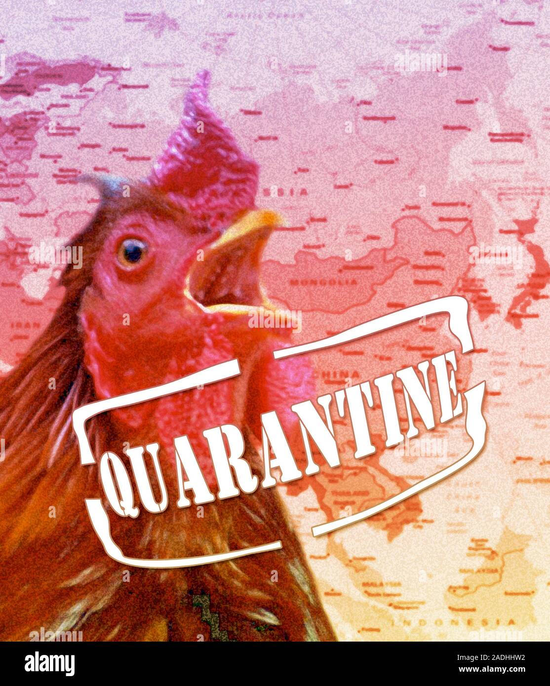 Avian flu control, conceptual computer artwork. Quarantine and culling ...