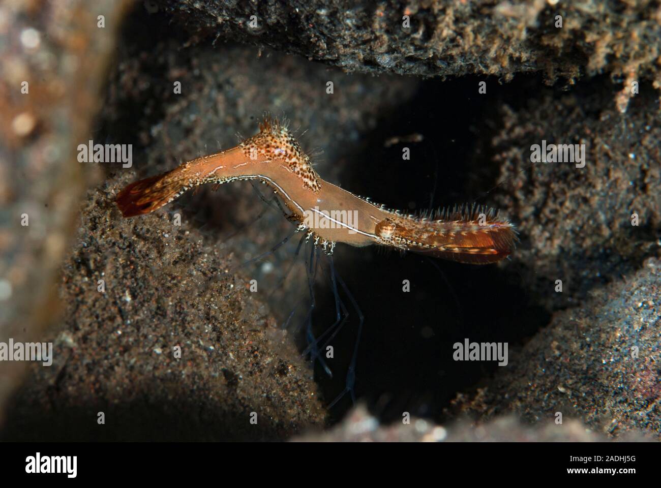 Donald Duck Shrimp Leander plumosus Stock Photo - Alamy
