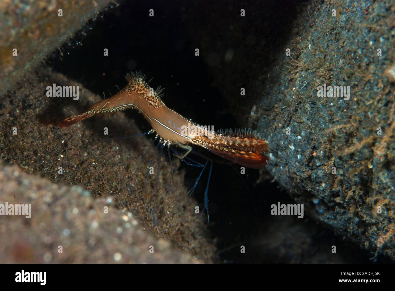 Donald Duck Shrimp Leander plumosus Stock Photo - Alamy