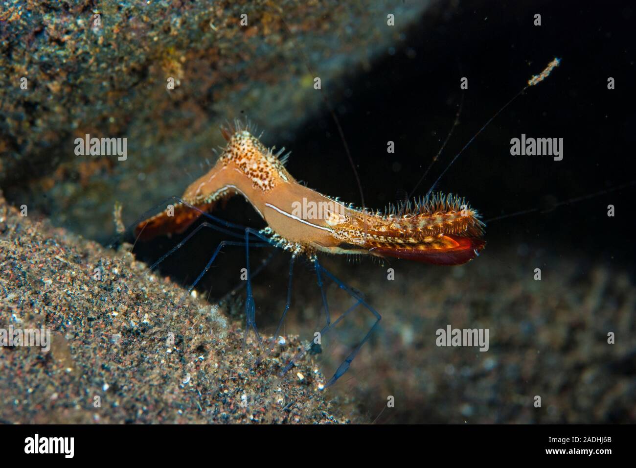 Leander plumosus hi-res stock photography and images - Alamy