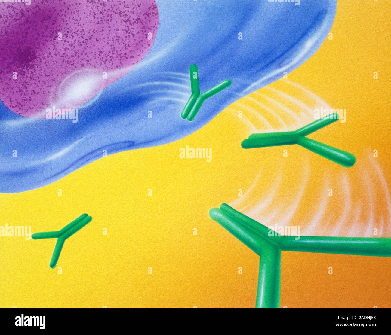 Lupus erythematosus. Artwork of autoantibodies (green) involved in ...