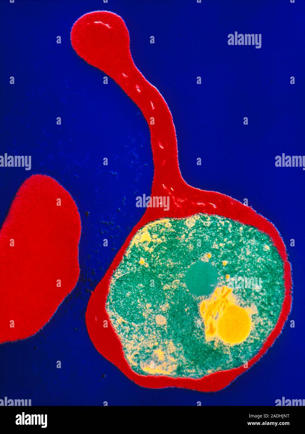 Malaria. Coloured transmission electron micrograph (TEM) of a section ...