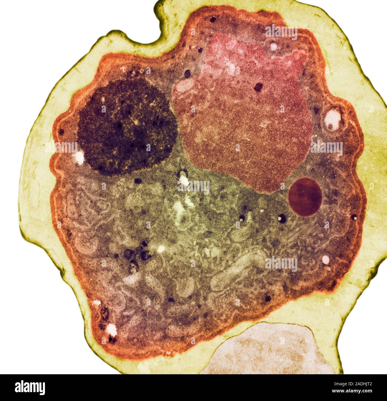 Malaria parasite. Image 1 of 10. Coloured transmission electron ...