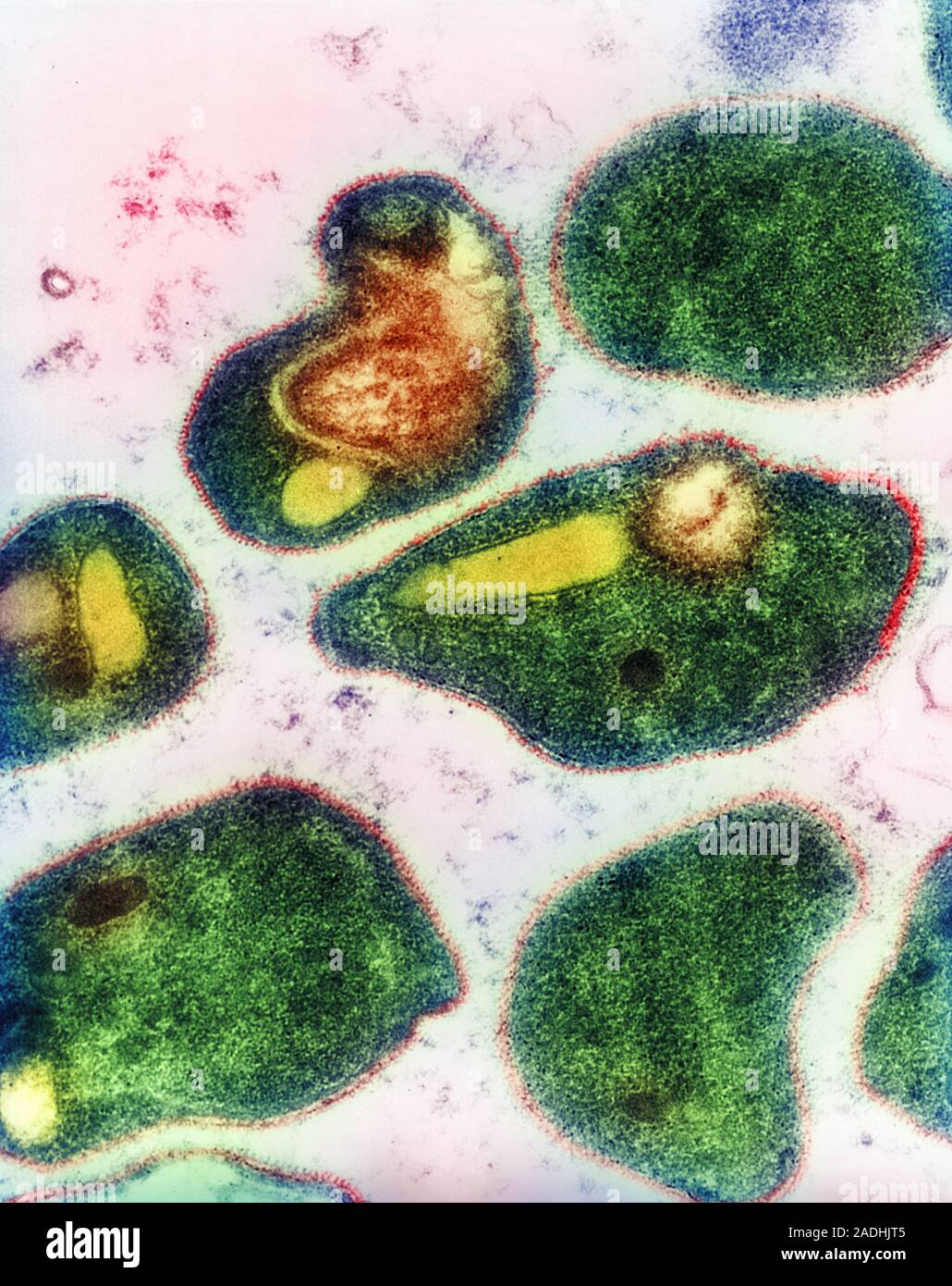 Malaria parasites. Image 3 of 10. Coloured transmission electron ...