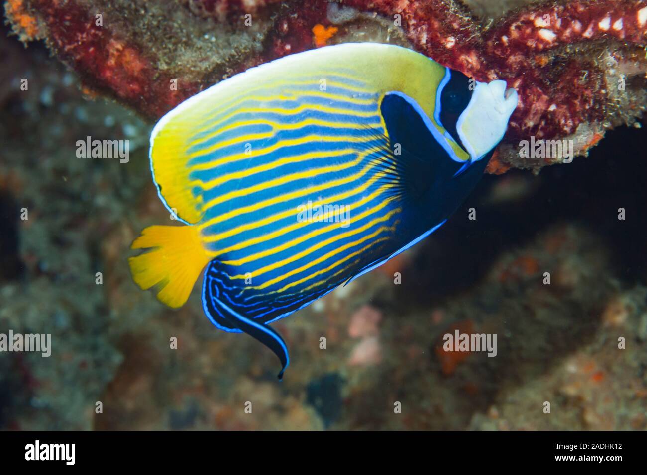 Emperor Angelfish Pomacanthus imperator Stock Photo - Alamy