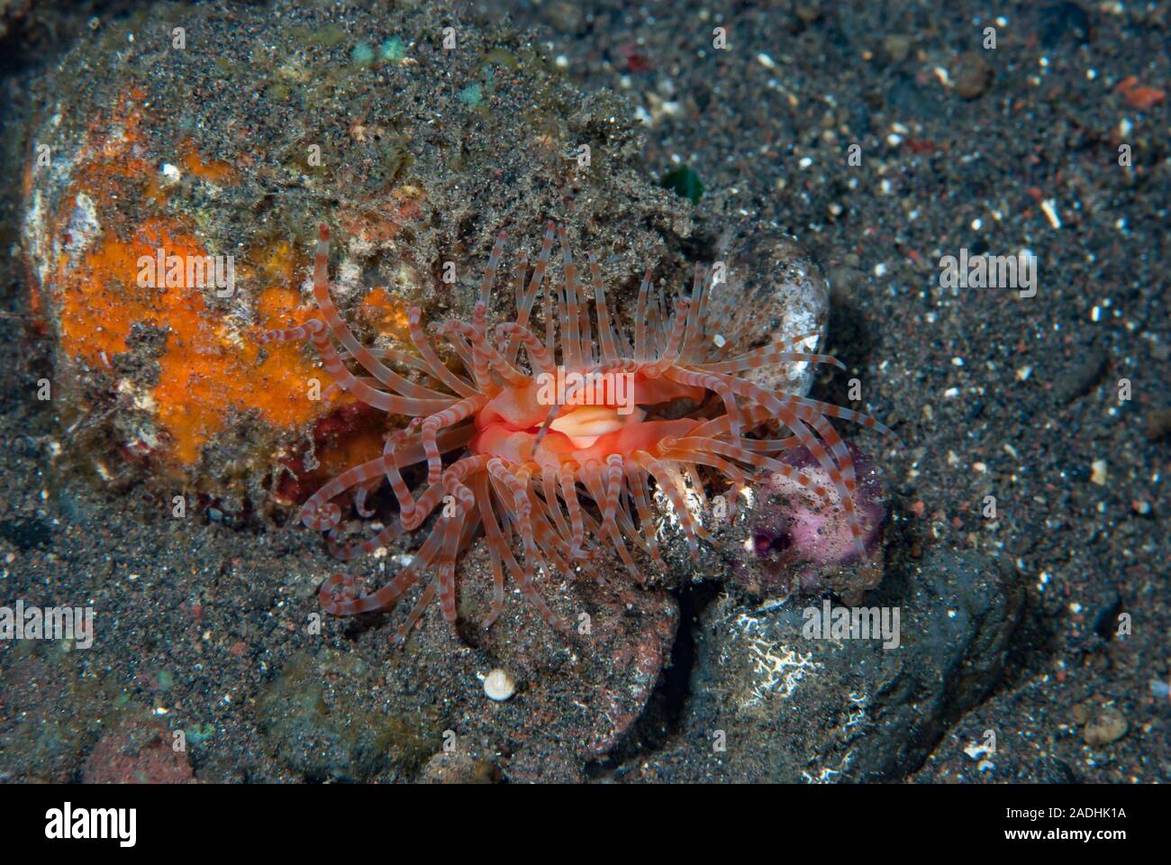 Lima sp hi-res stock photography and images - Alamy