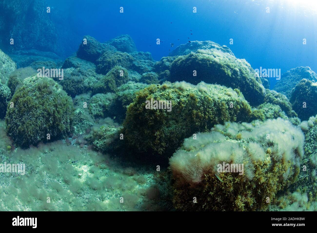 Algen alg hi-res stock photography and images - Alamy