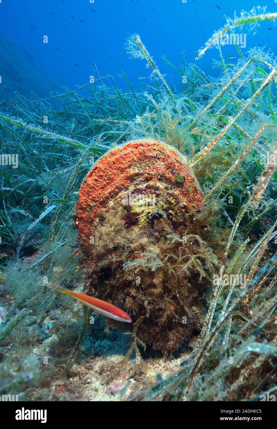 Noble Pen Shell (Pinna nobilis), between seaweed, Marine Park Dragonera ...