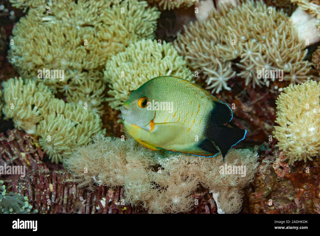 Centropyge eibli hi-res stock photography and images - Alamy