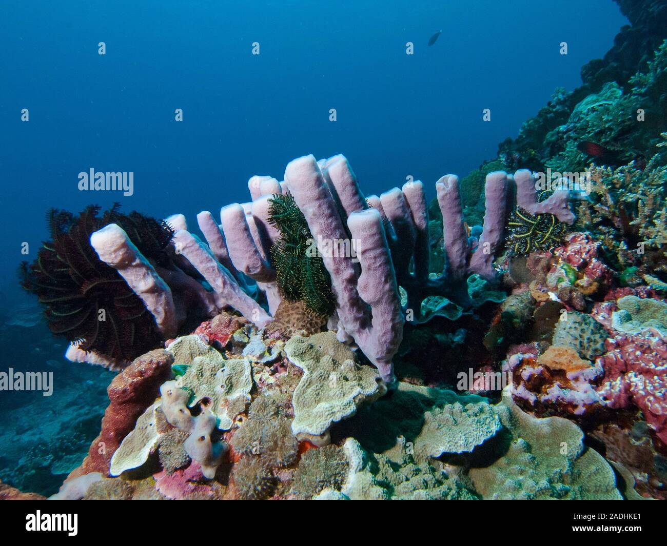 Tropical Coral Reef Underwater Landscape Stock Photo - Alamy