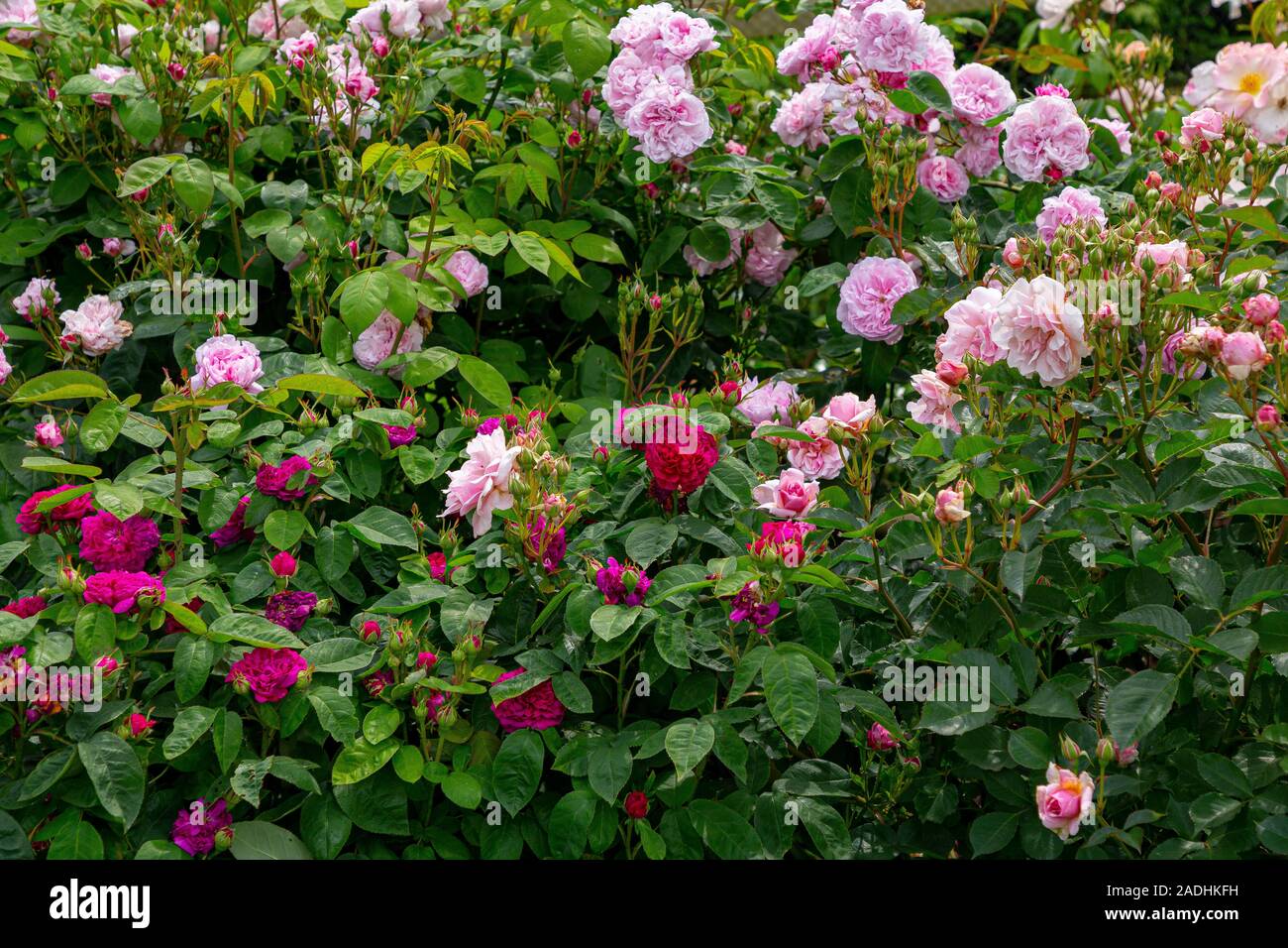Felicia rose hi-res stock photography and images - Alamy